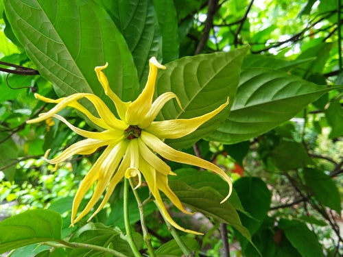 Cananga Odorata (Ylang Ylang) Oil/Extract | Olive Tree People Canada