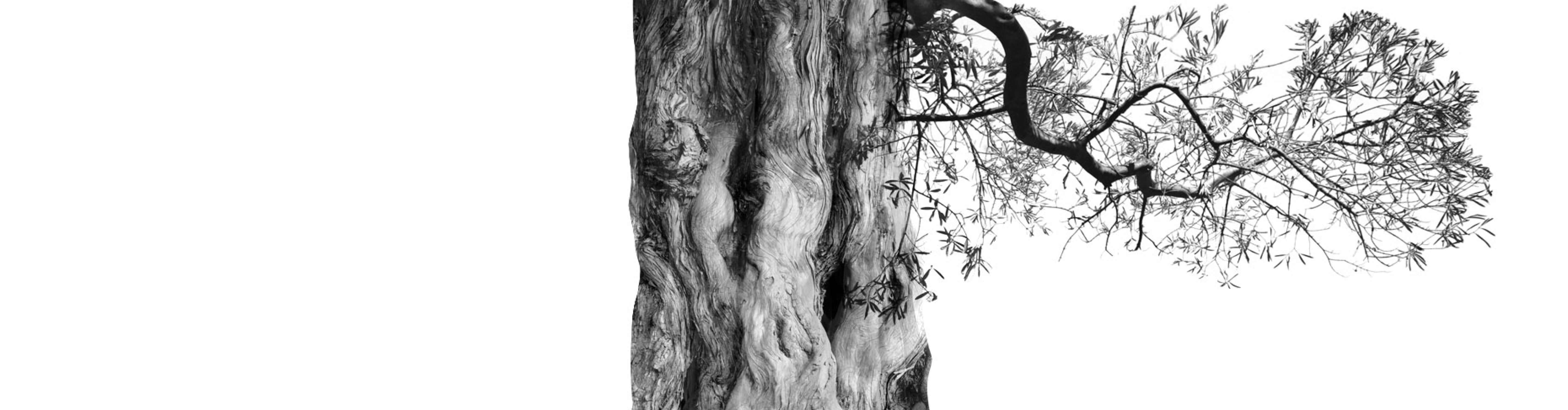About Us | The Story of Olive Tree People | Olive Tree People Canada